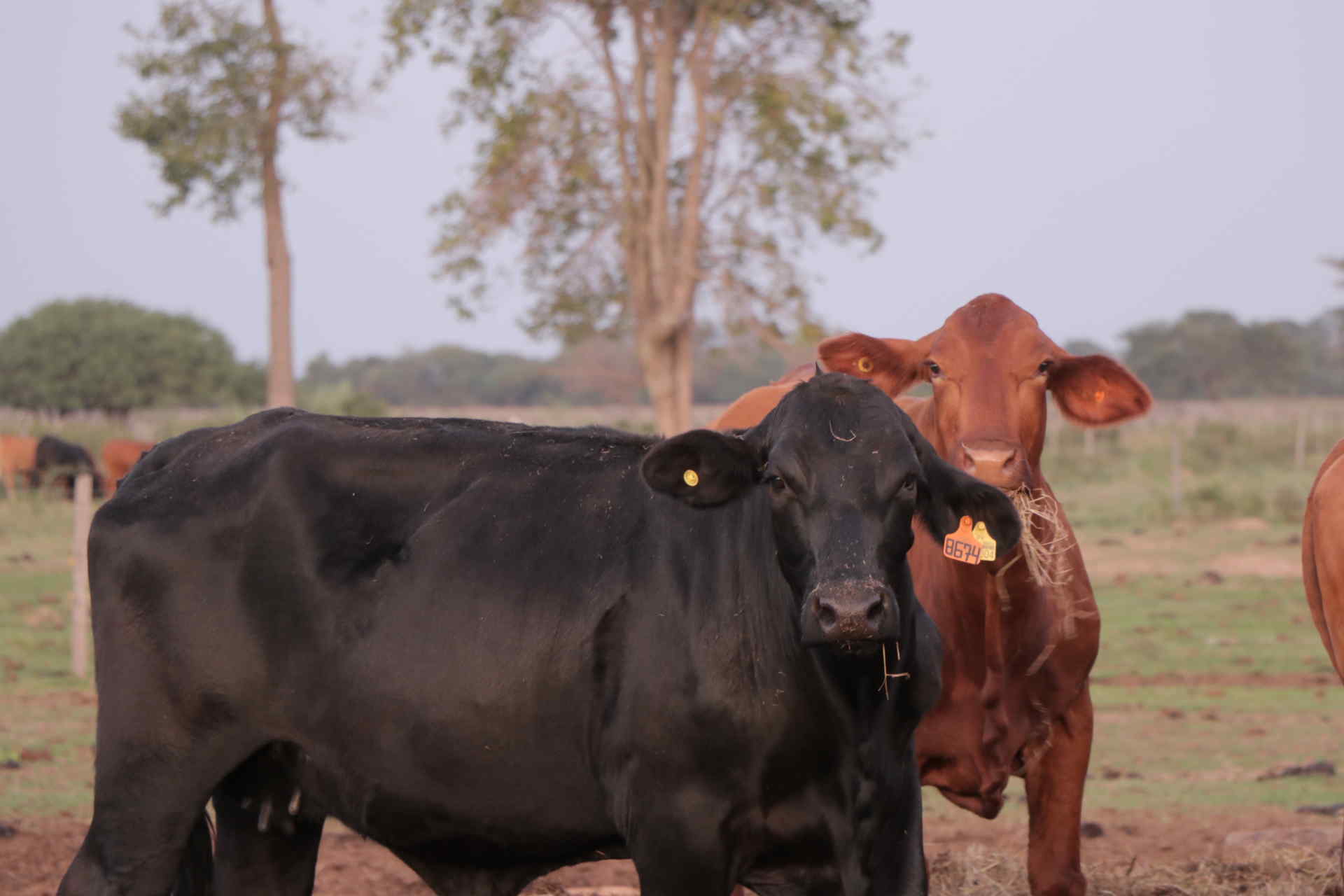 Ganadera Alborada S.A.